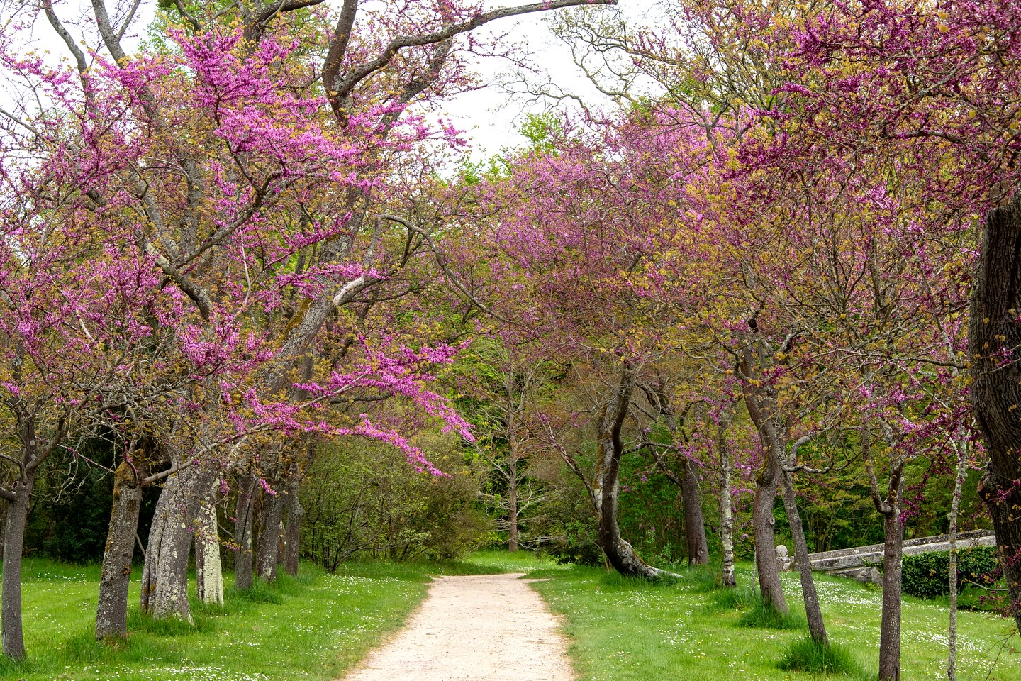 Paysages de printemps à Trianon – Noblesse & Royautés