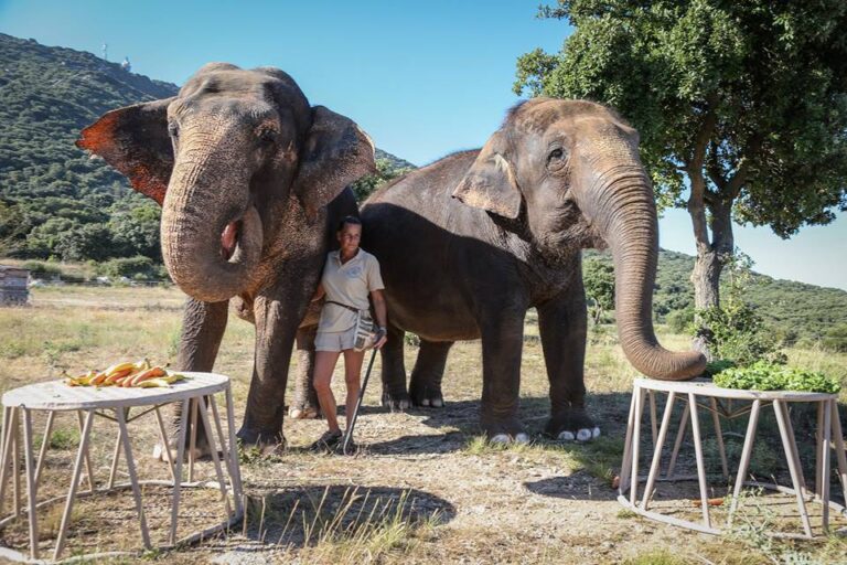 Décès de l’éléphant Népal recueilli par Stéphanie de Monaco – Noblesse ...