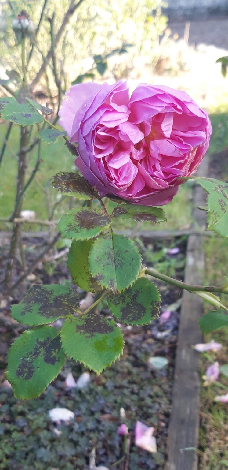 La rose « Princess Alexandra of Kent » – Noblesse & Royautés